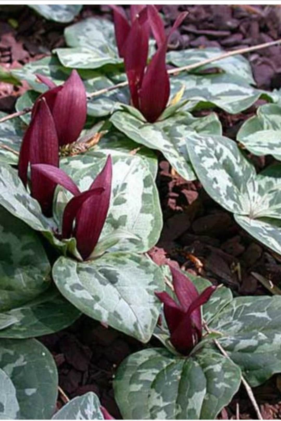 10 Toad Shade Trillium Bare Roots: Burgundy Flowers, Wildflowers ...