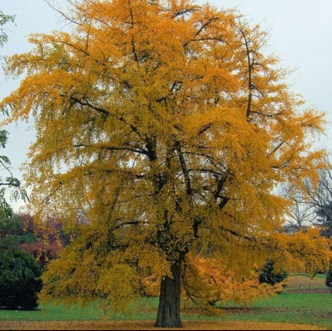 Gingko Biloba/maidenhair Tree 2-3 Ft. Tall in a Quart Pot Live Plant ...
