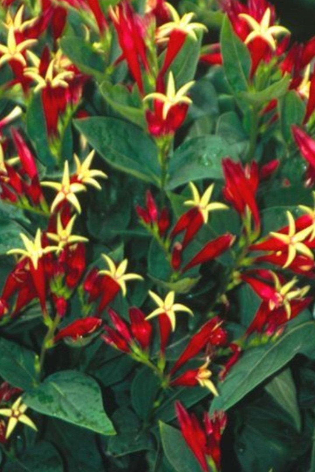 10 Indian Pink Root Systems: Low Maintenance, Attracts Bees Butterflies ...