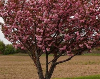 Tall Cherry Tree - Etsy