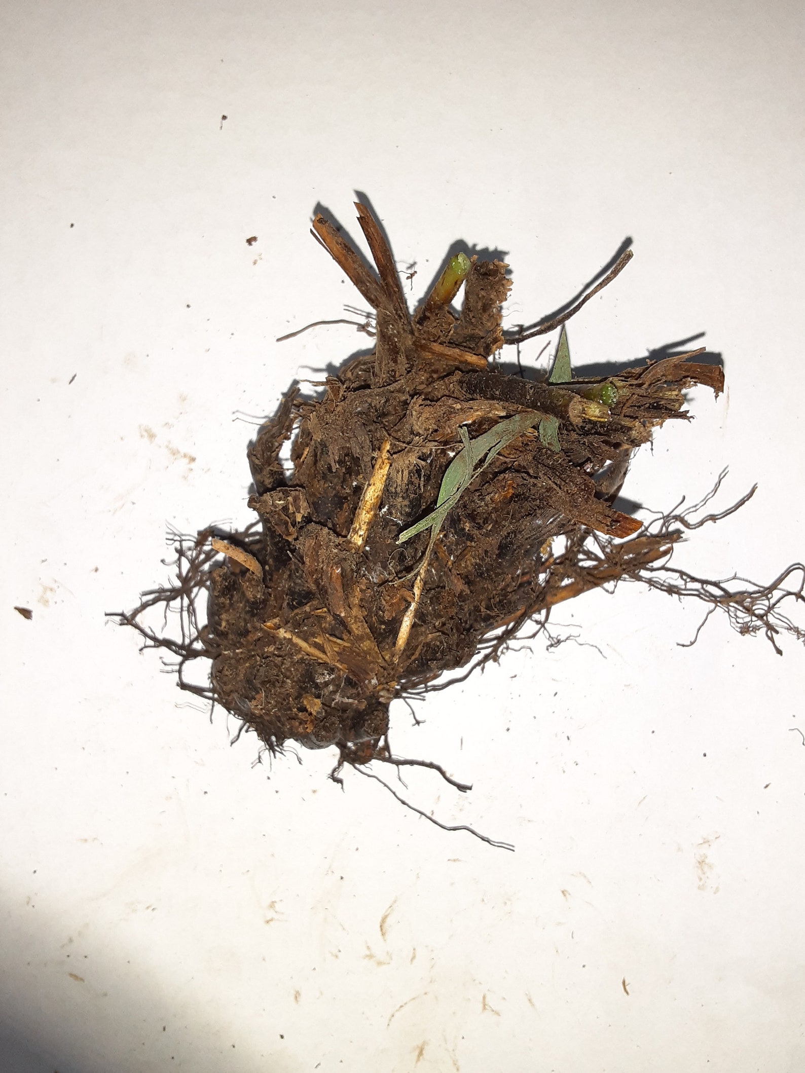 10 Christmas Ferns Bare Root, Native Fern, Polystichum Acrostichoides ...