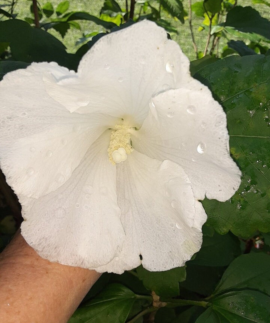2 Tree Form Diana Rose of Sharon White Althea 3-5 Ft. Tall - Etsy