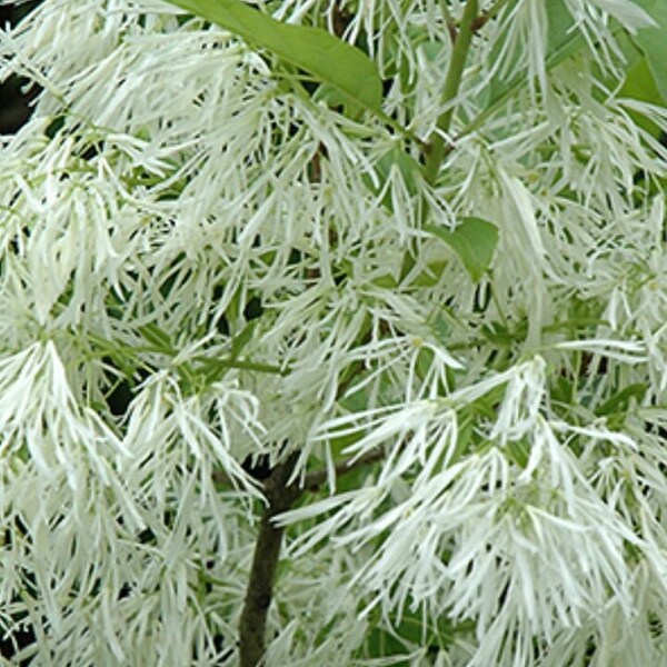 Fringe Tree - Etsy