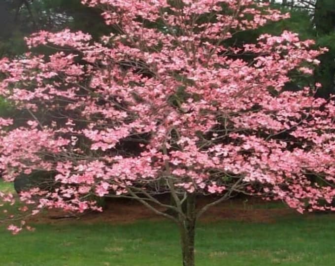 Scarlet Fire Dogwood Cornus Kousa 'rutpink' Chinese Dogwood 24 Tall ...