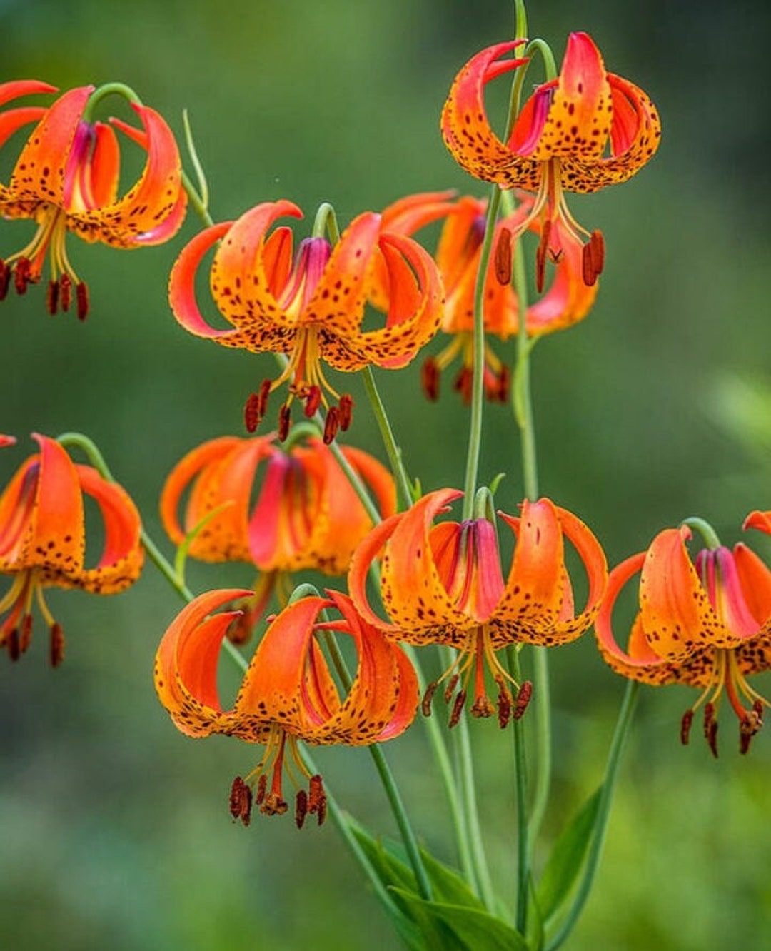 5 Turks Cap Lily Bareroot Bulbs, Nodding Flowers, Meadows, Coves ...