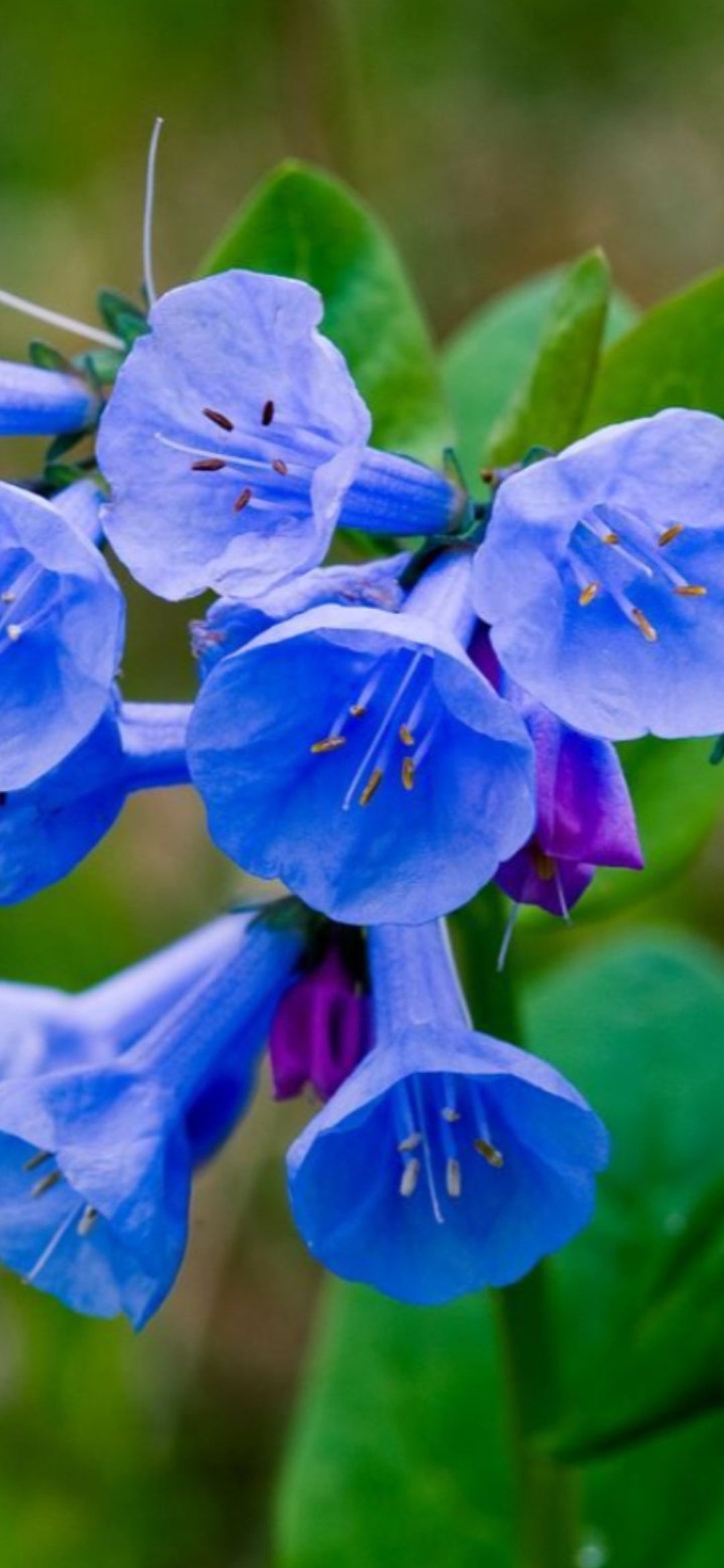 20 Virginia Bluebells Bare Root: Spring Wildflower Perennials - Etsy