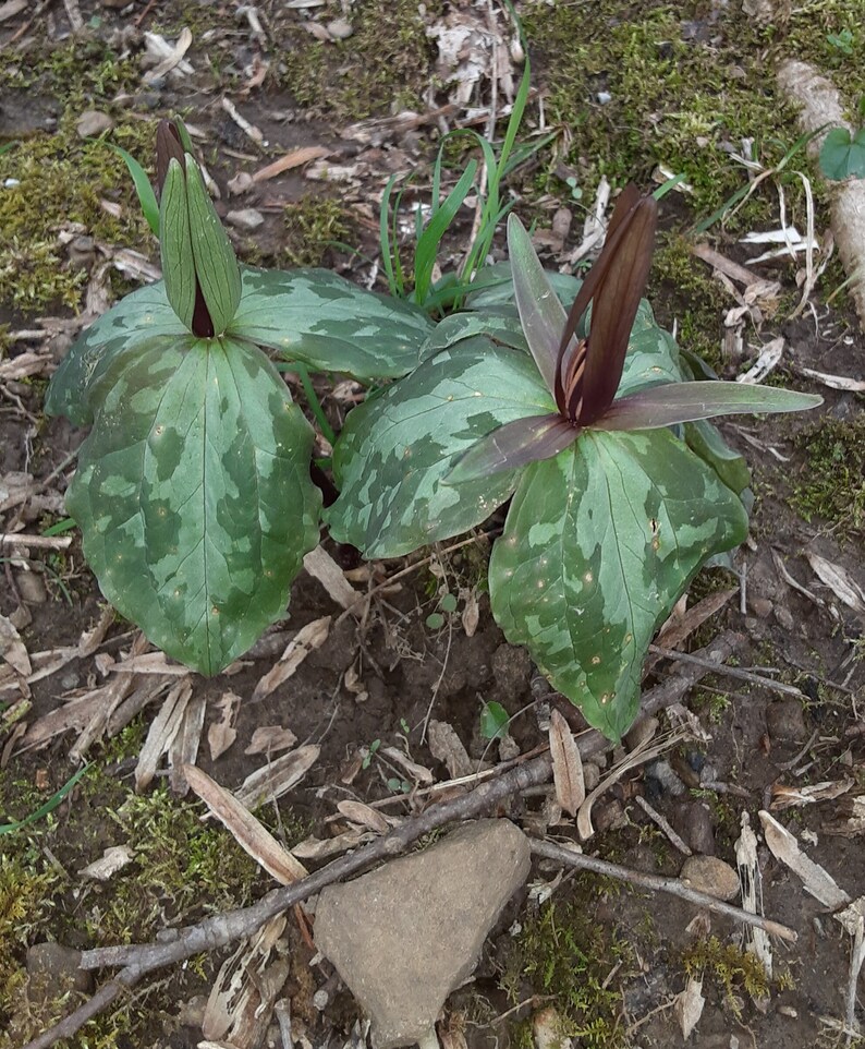 10 Toad Shade Trillium Bare Roots: Burgundy Flowers, Wildflowers ...