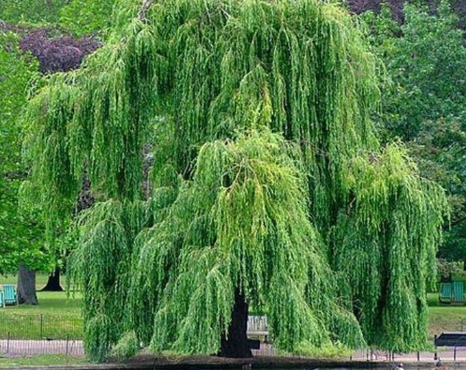 Green Weeping Willow 2-3 Ft. Tall in a Quart Pot, Salix Babylonica ...