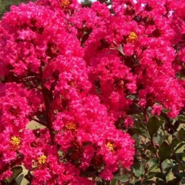 Dwarf Crape Myrtle - Etsy