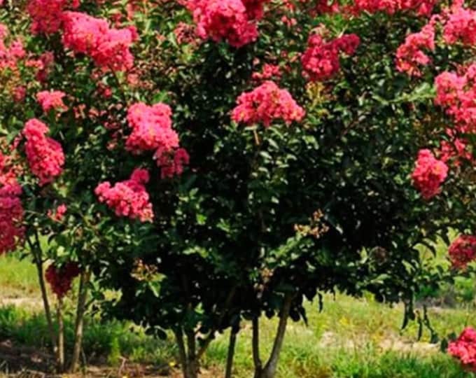 2 Watermelon Red Crape Myrtle 18-24 In. Tall in a 2 1/2 Inch Pot, Shrub ...