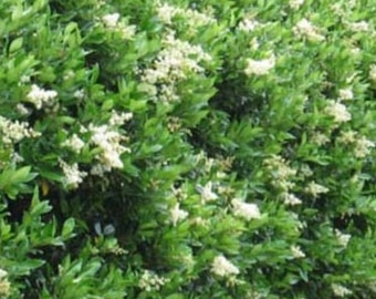 North Privet Shrub - Etsy