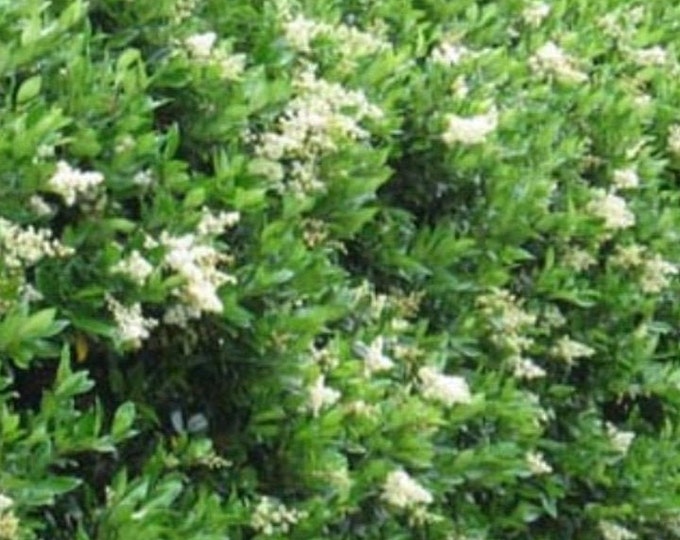 10 North Privet Hedge 6-12 In. Tall Bare Root, Dormant Bareroot, Live ...