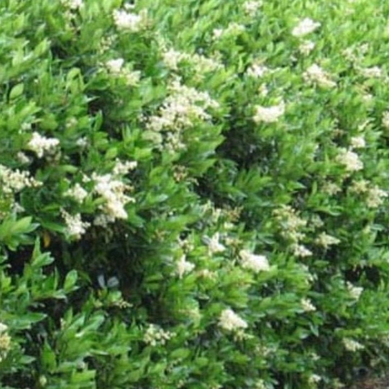 Tall Landscape Border - Etsy