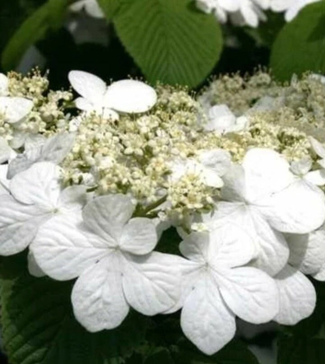 Japanese Snowball Viburnum: White Blooms, Flowering Shrub, Deer ...