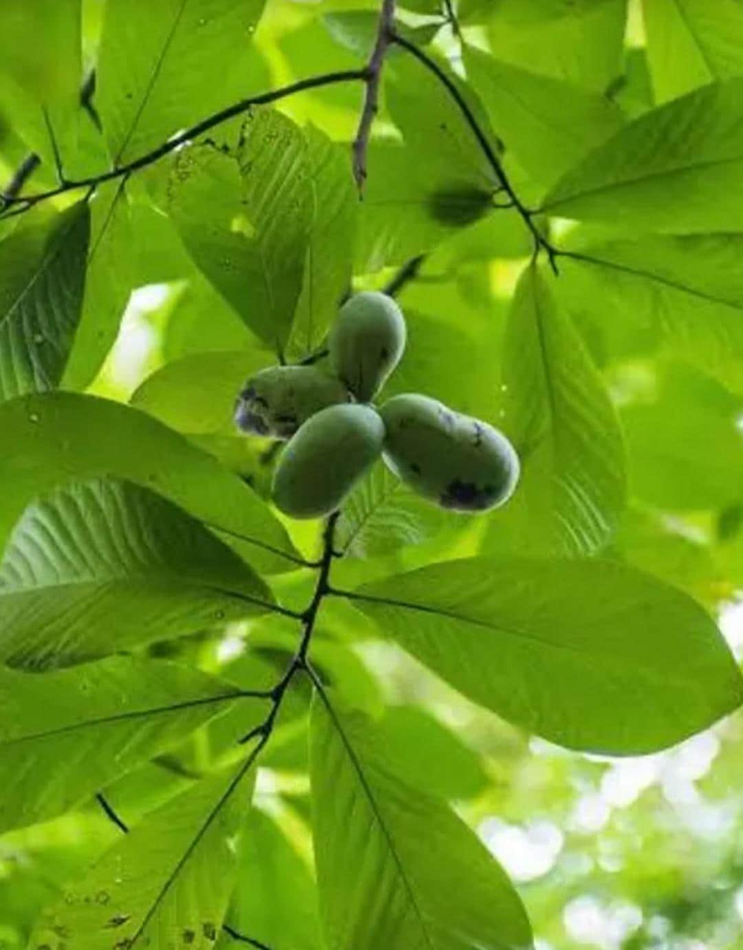 Paw Paw Tree 12-18" Quart Pot Native Asimina Triloba - Etsy