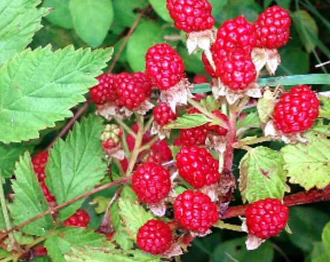 Wild Red Raspberry 6-12 Inches Tall in a Quart Pot, Live Plant ...