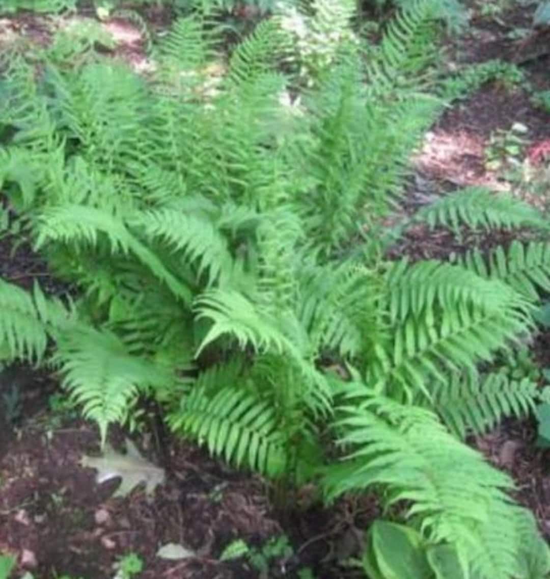 10 Tennessee Ostrich Fern Bareroot: Native Perennial Green Fronds - Etsy
