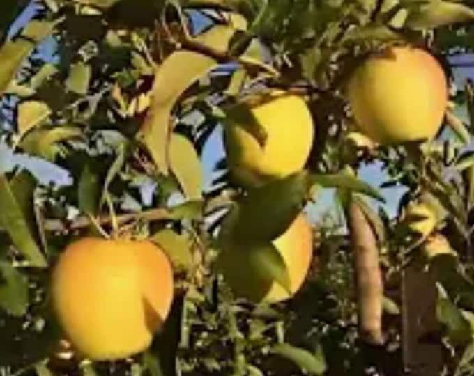 Yellow Delicious Apple Tree: Fast Growing Fruit Tree (zones 5-8) 2+ Ft ...