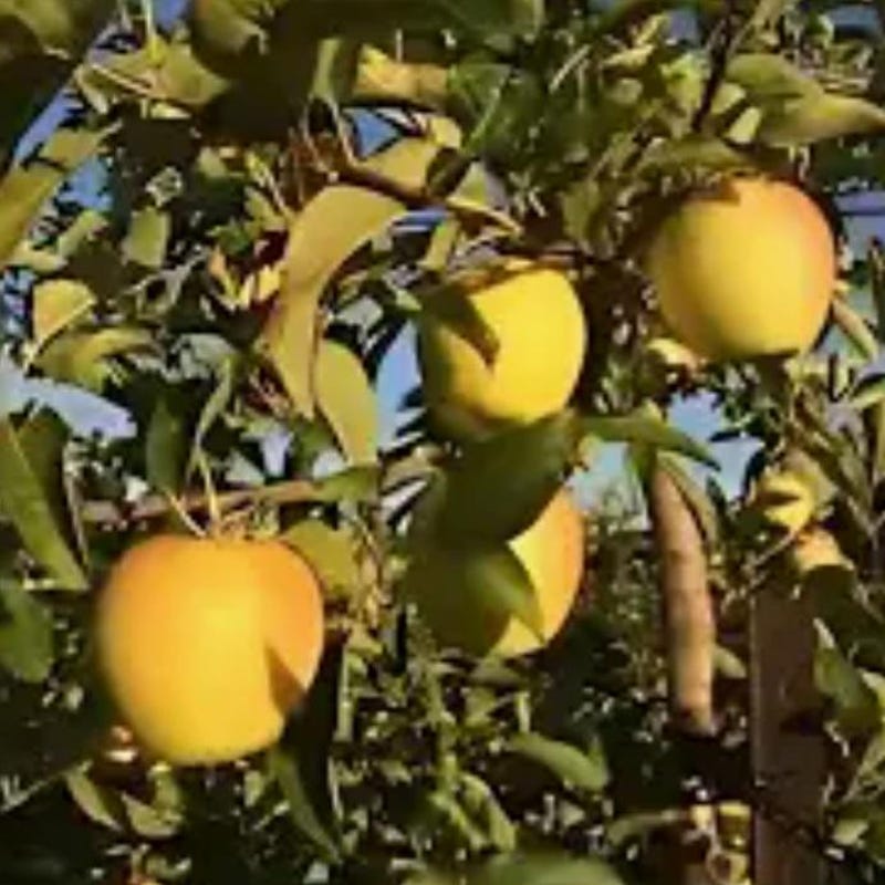 Yellow Apple Green - Etsy
