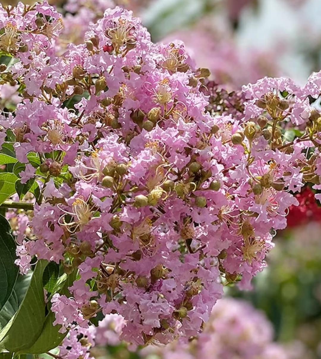 One Light Pink Crape Myrtle Bareroot 18-24" Fast Growing Flowering ...