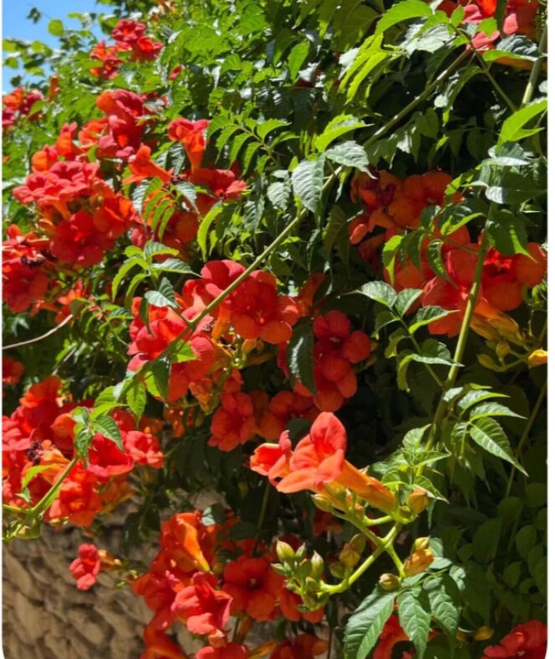 Trumpet Creeper Trumpet Vine 8-15 Inches Tall Bareroot - Etsy