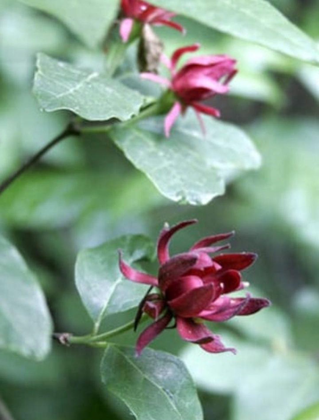 2 Sweet Shrub, Carolina Allspice 12-18 In. Tall in a 2 1/2 In. Pot ...