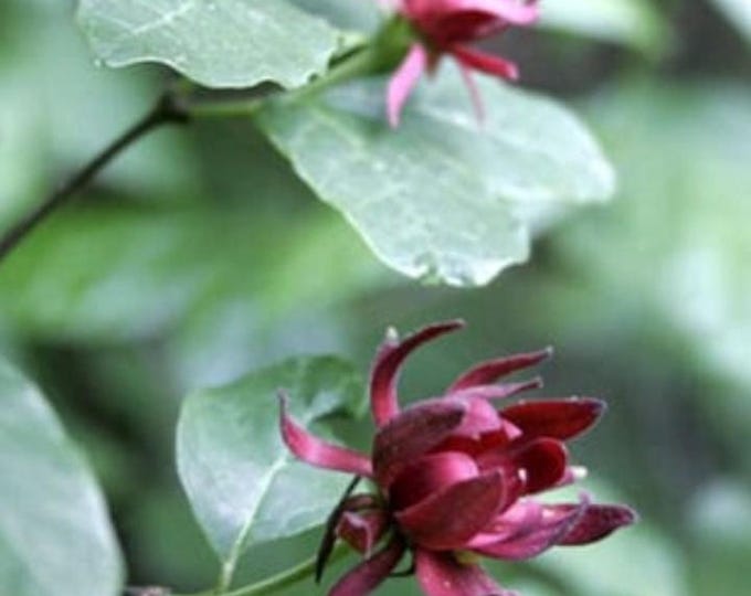 2 Sweet Shrub, Carolina Allspice 12-18 In. Tall in a 2 1/2 In. Pot ...