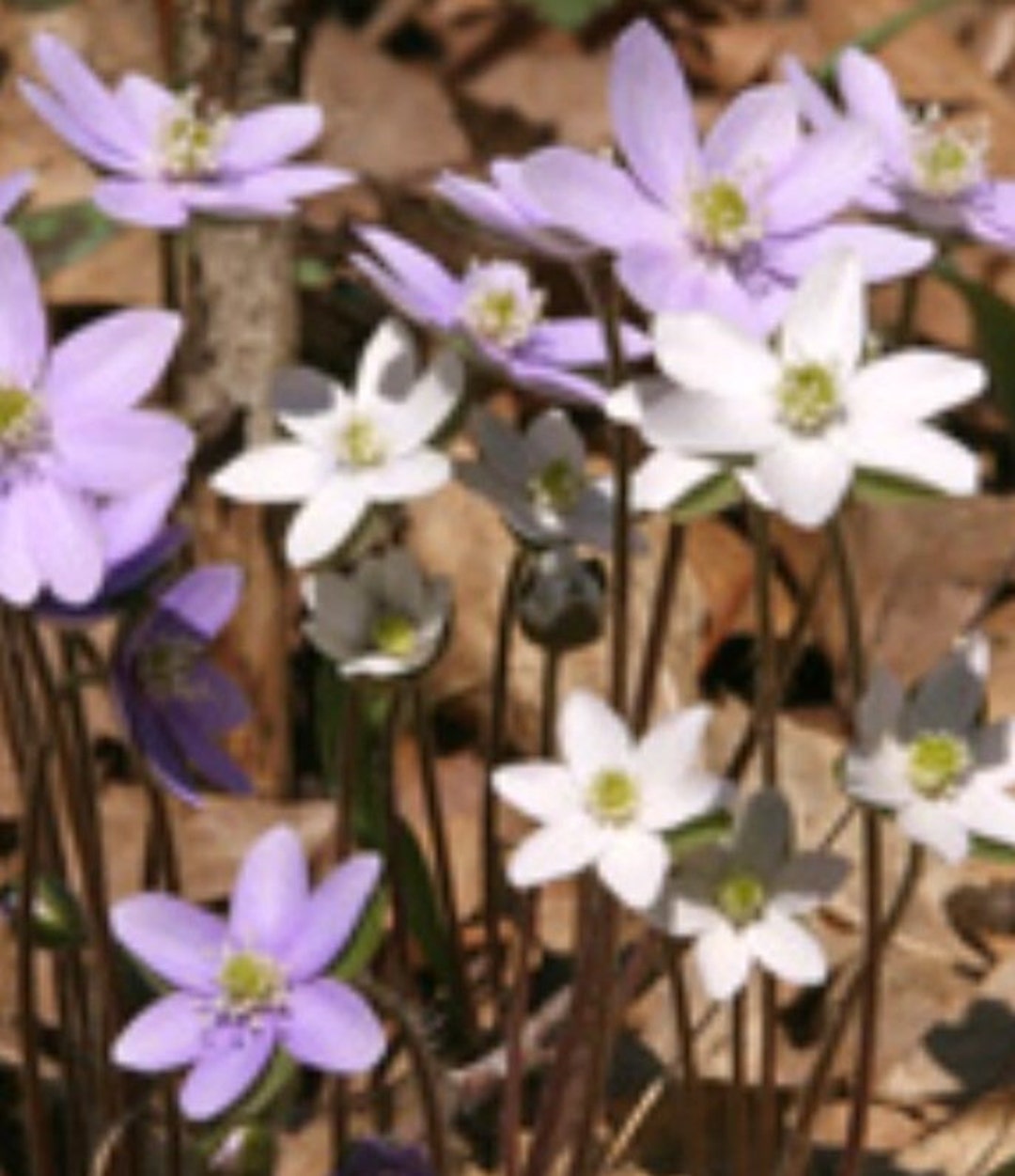 10 Hepatica Bareroot, Acutiloba, Mixed White, Pink, Purple, Early ...
