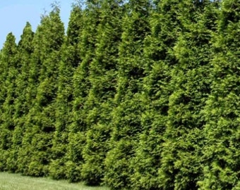 Thuja Green Giant Arborvitae 100 Evergreen Trees - Etsy