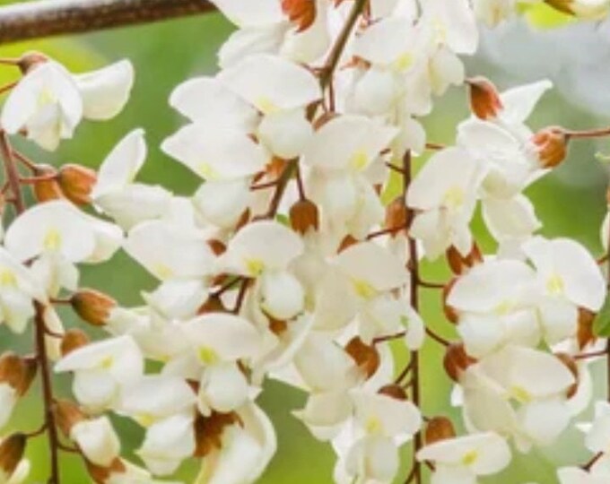 Thornless Honey Locust Tree Gleditsia Triacanthos - Etsy