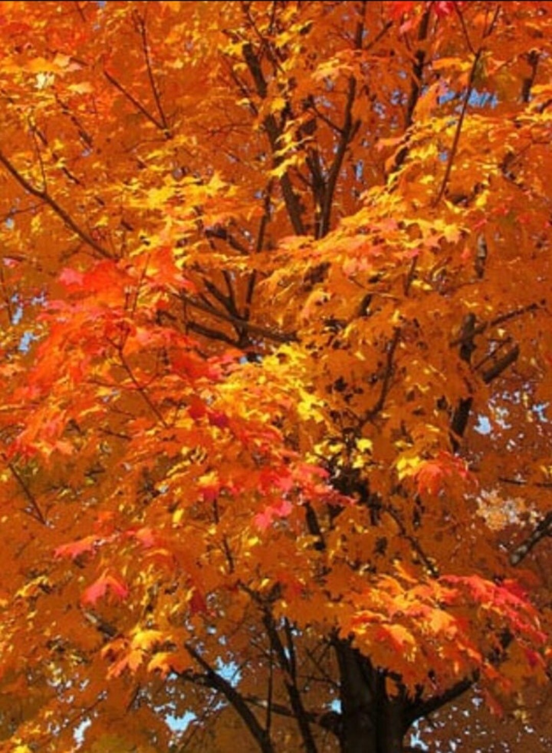 2 Sugar Maple Tree 18-24 Inches Tall Bareroot, Shade Tree, Ornamental ...