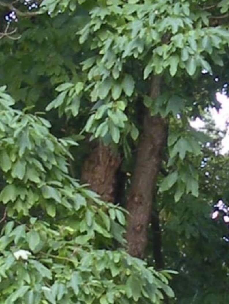 One Sassafras Tree Bareroot 12-18", Live Native Plant, Aromatic Scent - Etsy