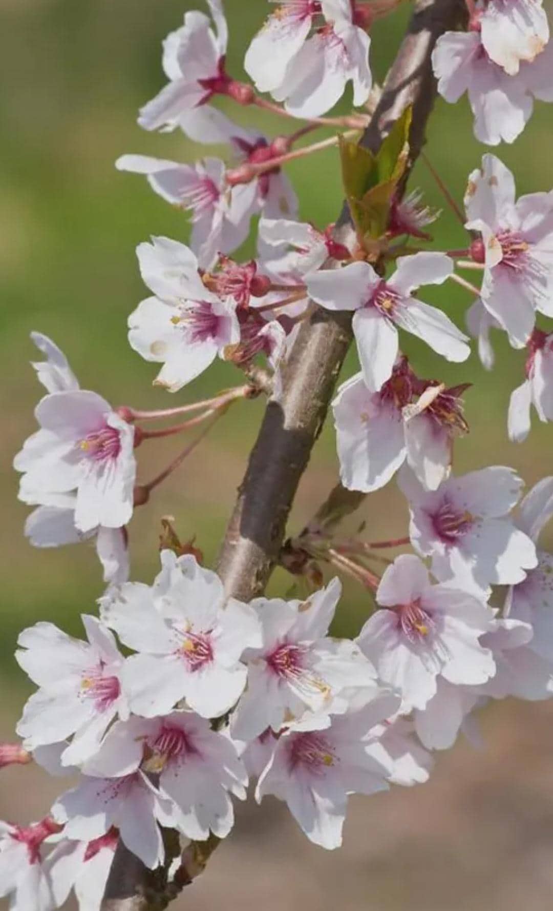 Autumnalis Flowering Cherry Tree 18-24" 2.5" Pot - Etsy