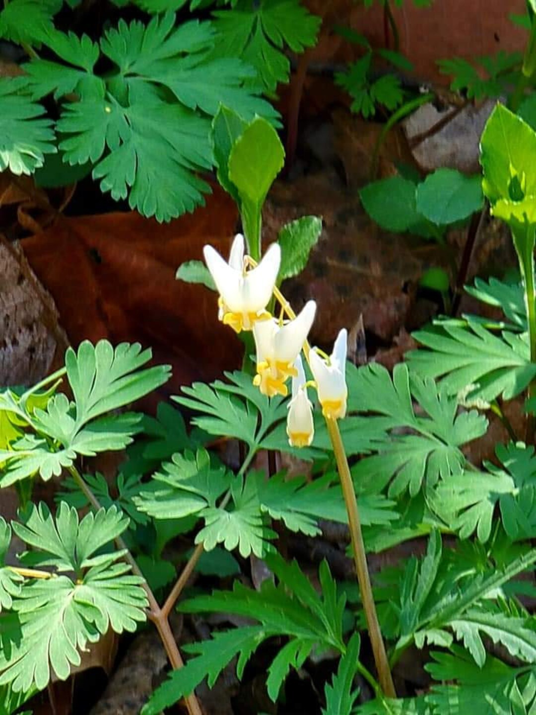 Ten Dutchman Breeches Bareroot, White to Pink Flowers, Herbaceous ...