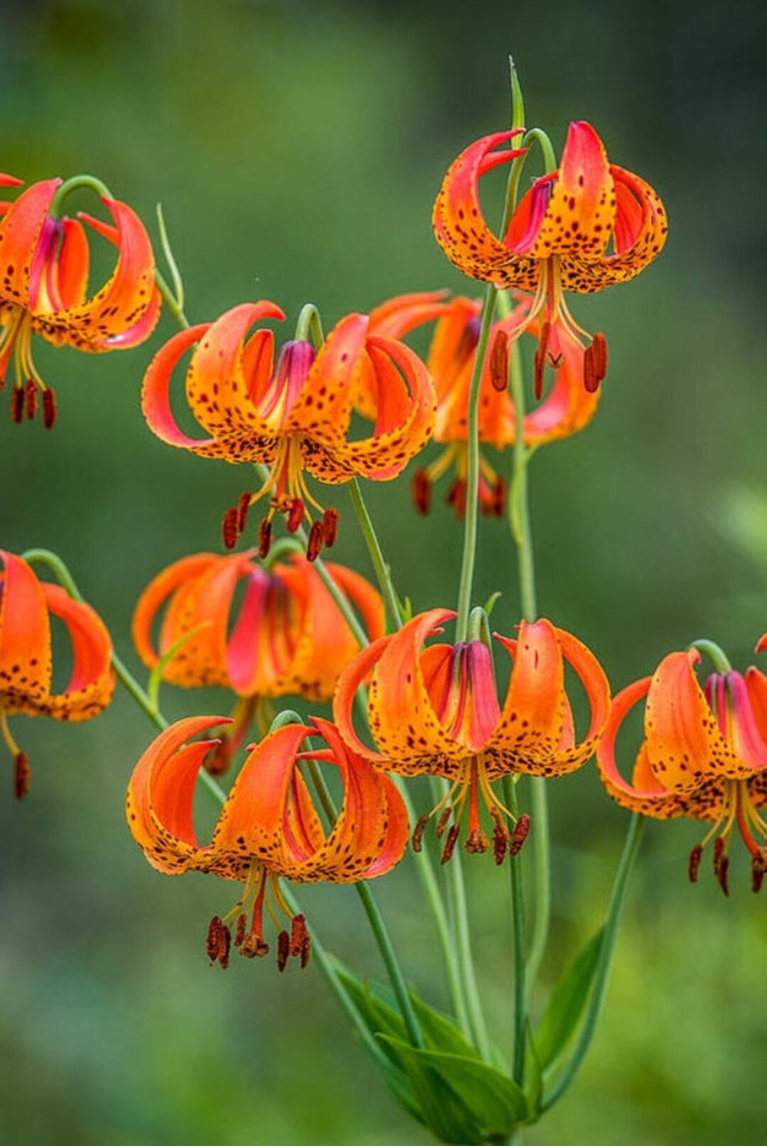 10 Turks Cap Lily bulbs, nodding flowers, meadows, coves, wildflower ...