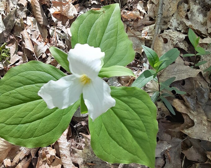 10 White Trillium Bulbs: Bare Root Trillium Grandiflorum for Woodland ...