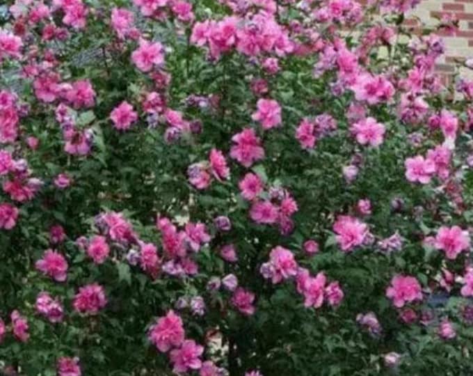 Red Rose of Sharon, Red Althea 12-18 Inches Tall in a 2 1/2 Inch Pot ...