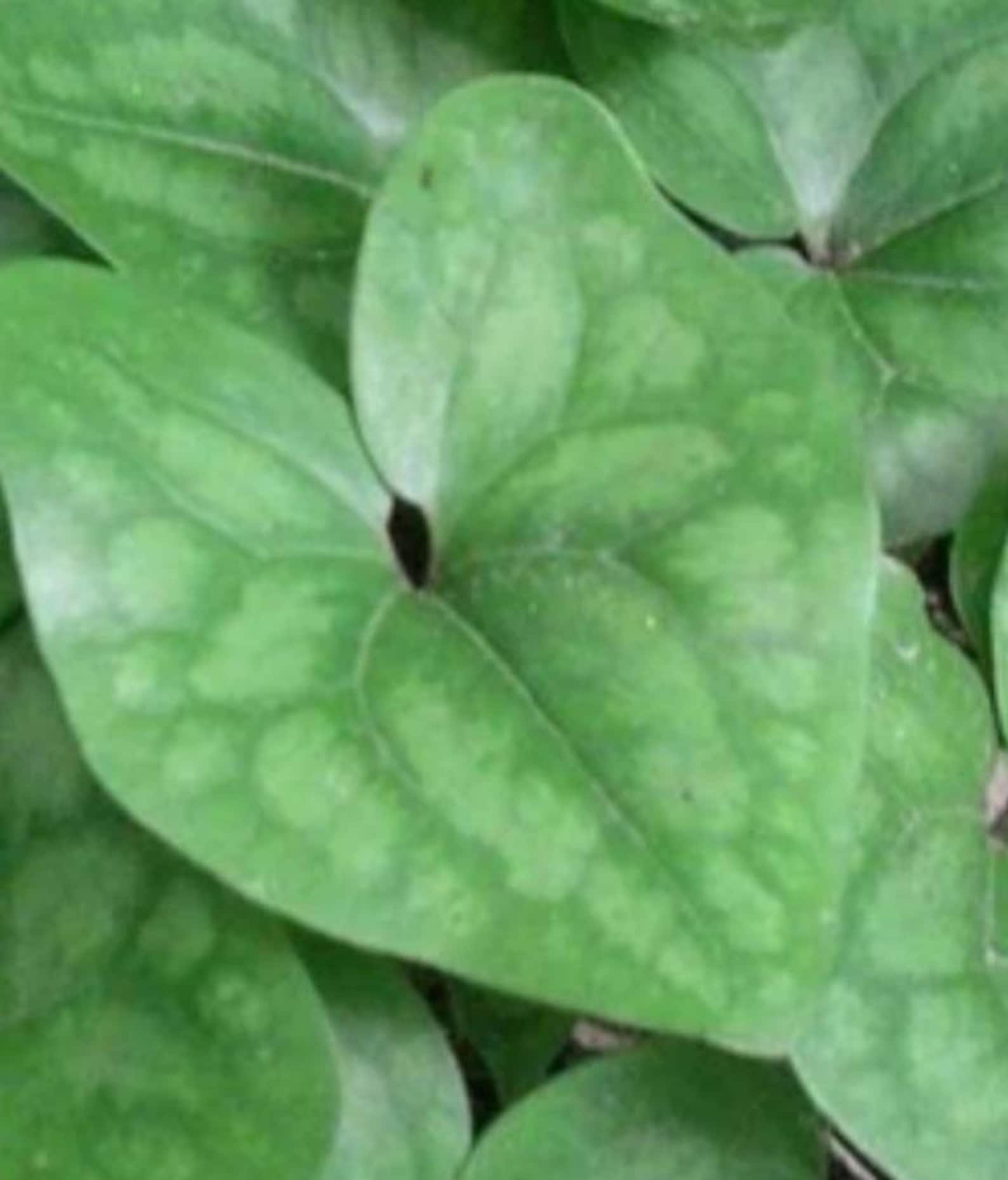 10 Heartleaf Evergreen Ginger Bareroot, Woodland Garden, Perennial ...