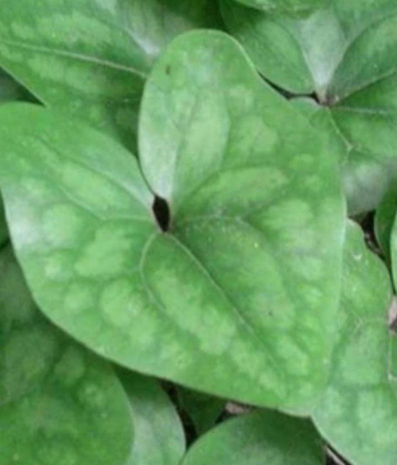 10 Heartleaf Evergreen Ginger Bareroot, Woodland Garden, Perennial ...