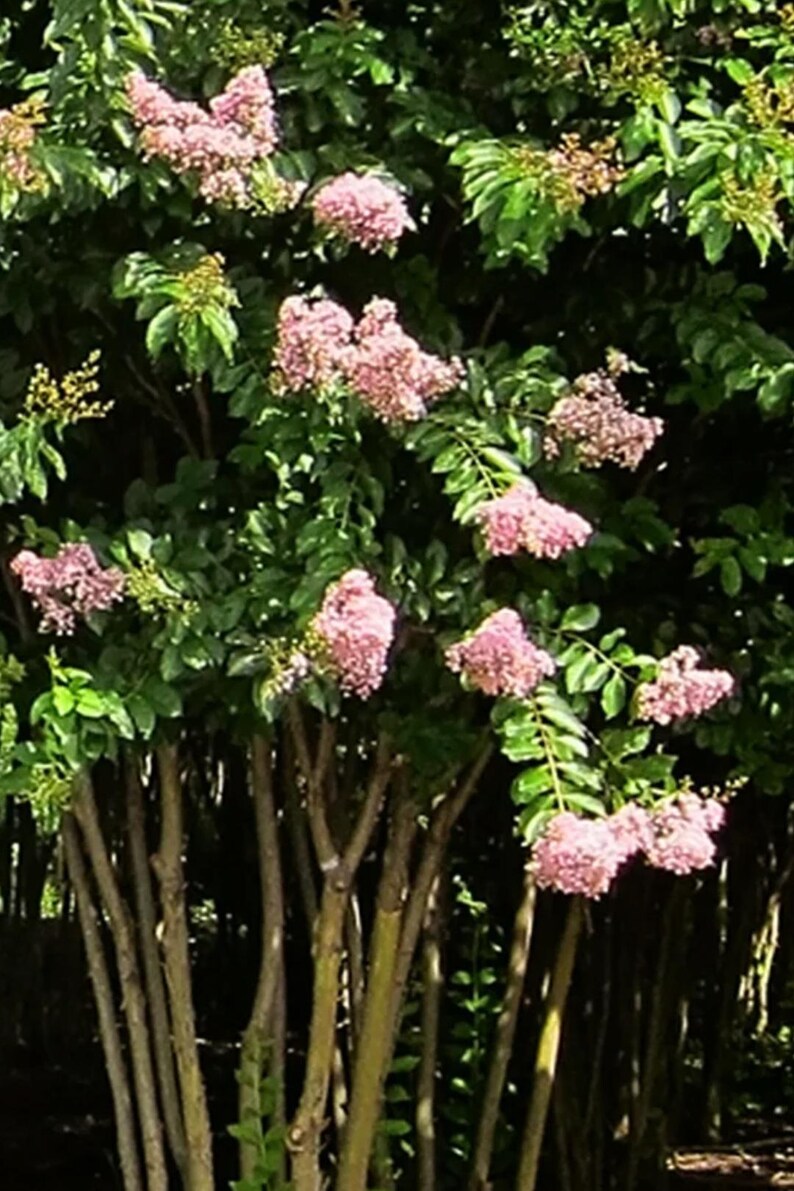 One Light Pink Crape Myrtle Bareroot 18-24" Fast Growing Flowering ...