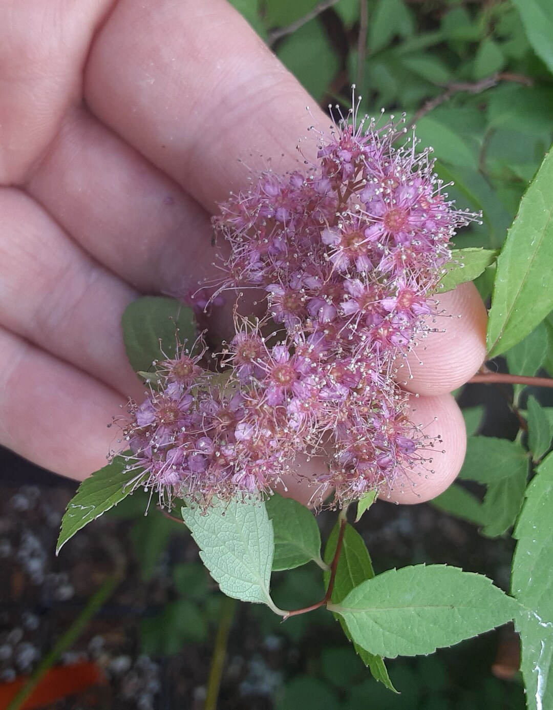 Gold Flame Spirea 18-24 Inches Tall in a Quart Pot, Flowering Shrub ...