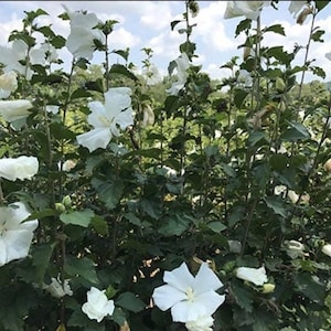 2 Tree Form Diana Rose of Sharon White Althea 3-5 Ft. Tall - Etsy