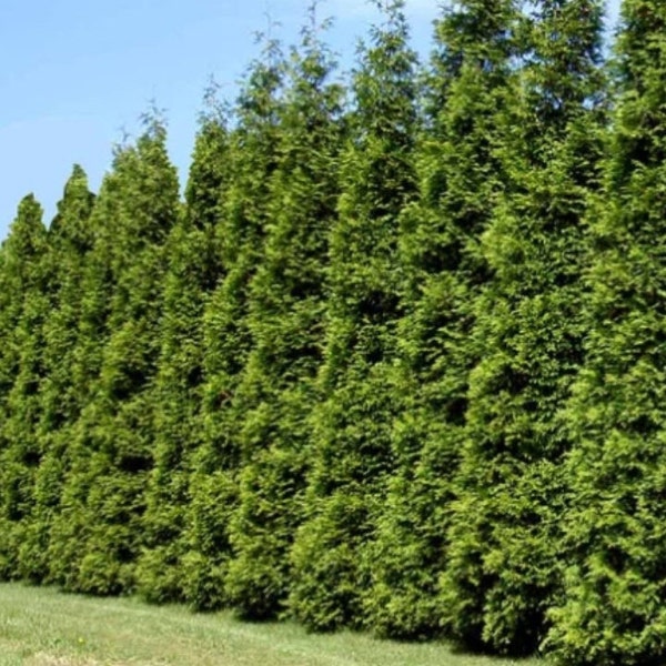 Arborvitae - Etsy