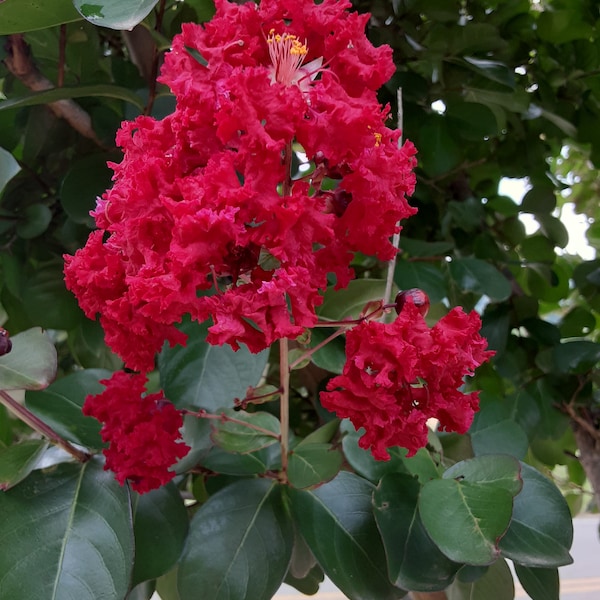 Dwarf Crape Myrtle - Etsy