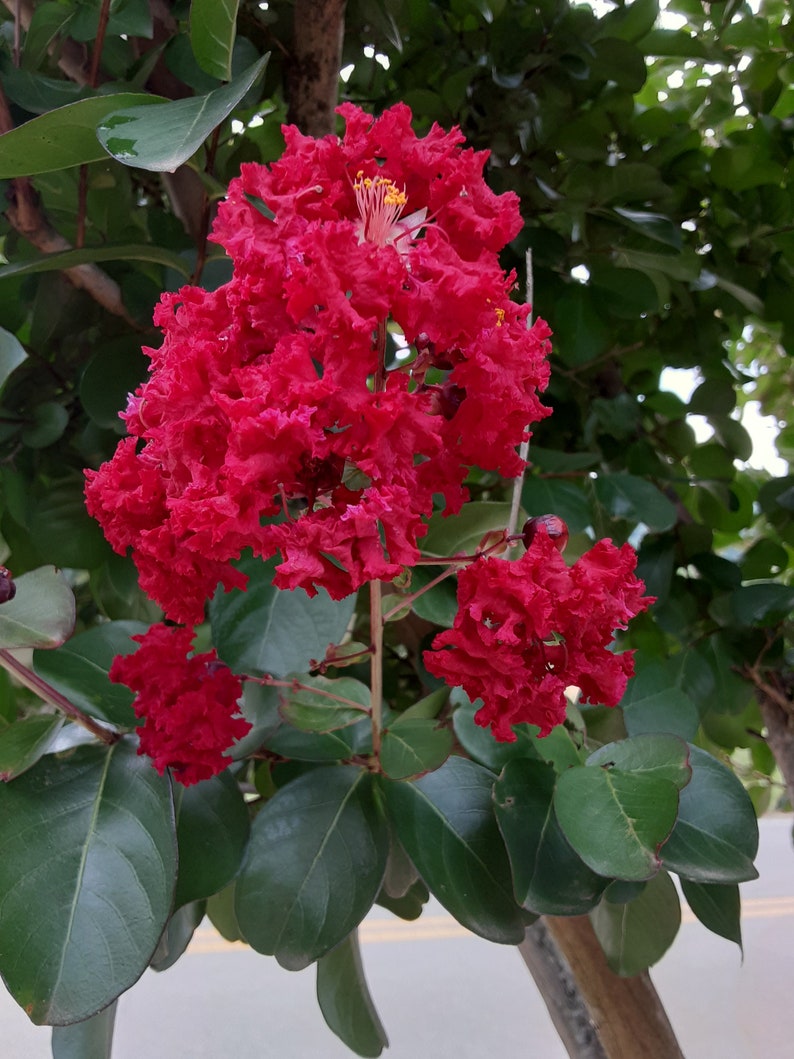 Deep Red Crape Myrtle 2+ Ft. Trade Gallon, Fast Growing Shrub Live ...