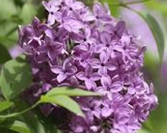 Purple Persian Lilac Shrub syringa X Persica - Etsy