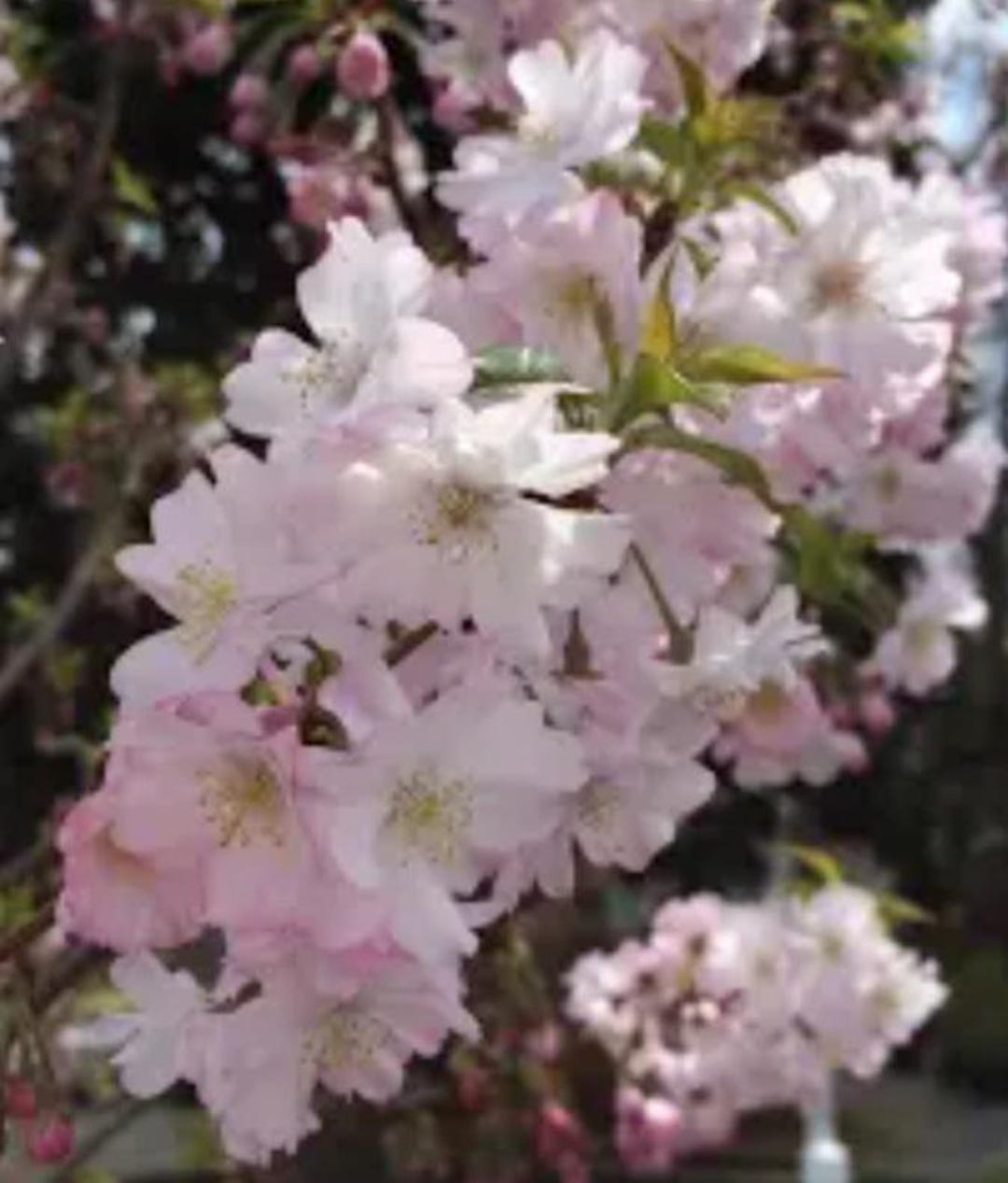 3 Autumnalis' Flowering Cherry Tree 12-18 Inches Tall in a 2 1/2 Inch ...