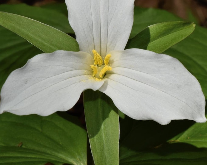 10 White Trillium Bulbs Trillium Grandiflorum - Etsy