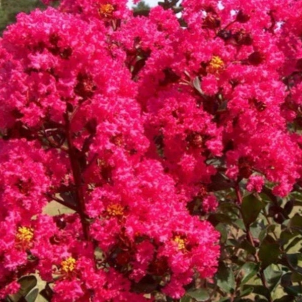 Purple Crepe Myrtle - Etsy
