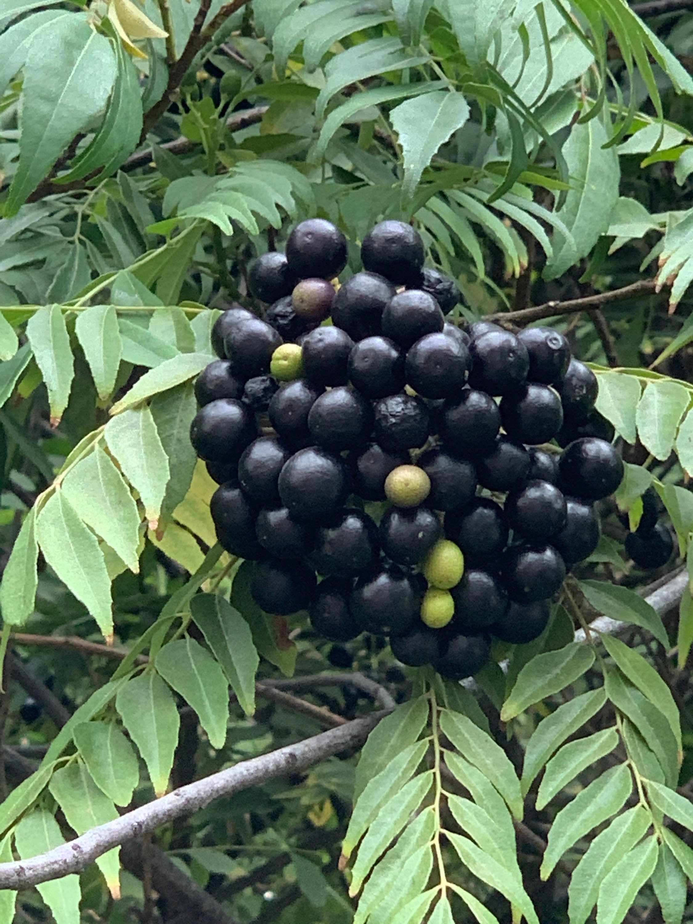 50 Fresh Organic Curry Tree Seeds - Etsy